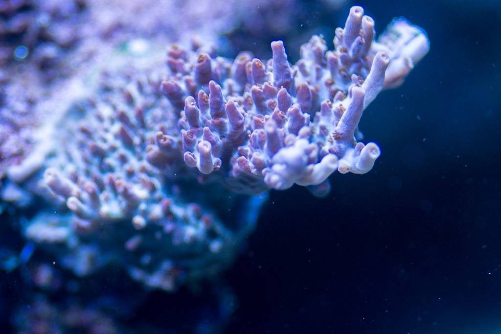Mounting SPS frags to rockwork...how much space do you need between ...