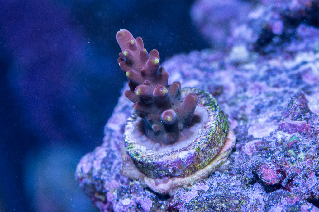 Mounting SPS frags to rockwork...how much space do you need between ...