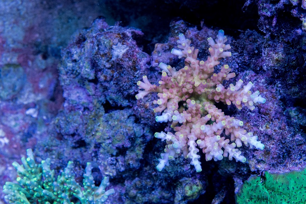 Mounting SPS frags to rockwork...how much space do you need between ...
