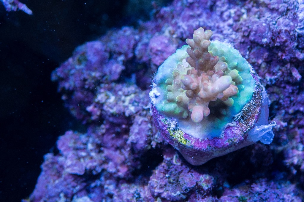 Mounting SPS frags to rockwork...how much space do you need between ...